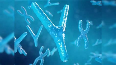 Chromosomes