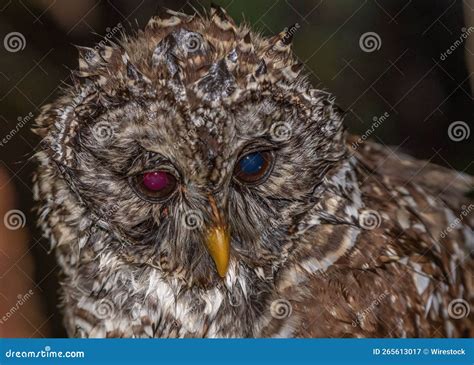 Closeup Shot Of An Owl With Different Colored Pupils On The Blurred Background Stock Image
