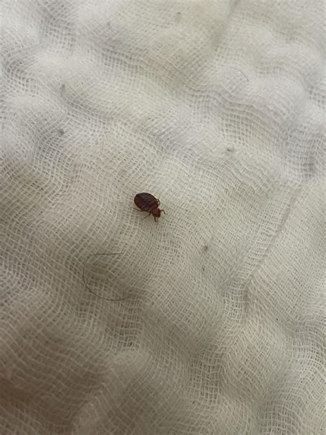 Whats This Bug R Whatsthisbug