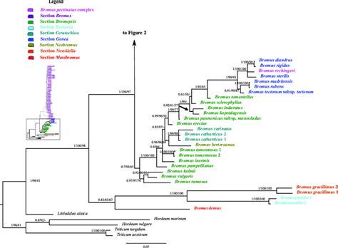 A Portion Of The Majority Rule Consensus Tree Inferred From Bayesian