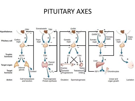 Hypopituitarism Pptx