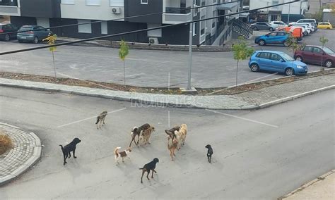 КУЧИЊА СКИТНИЦИ АГРЕСИВНИ КОН МИНУВАЧИТЕ Комарец