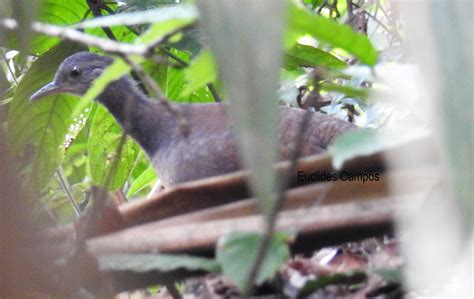 Choco Tinamou World Birds Sound Song Species