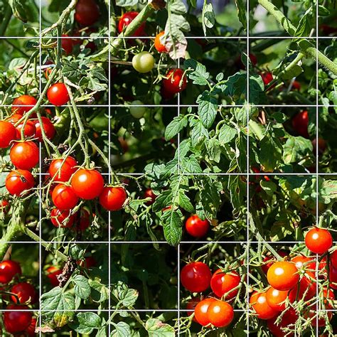 Trellis Netting Heavy Duty Garden Plant Trellis Netting For Climbing
