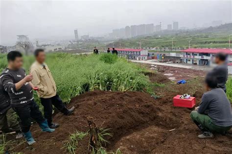 2020年什么时候适合迁坟 北京殡葬服务网