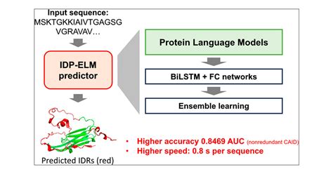 Accurate And Fast Prediction Of Intrinsically Disordered Protein By Multiple Protein Language