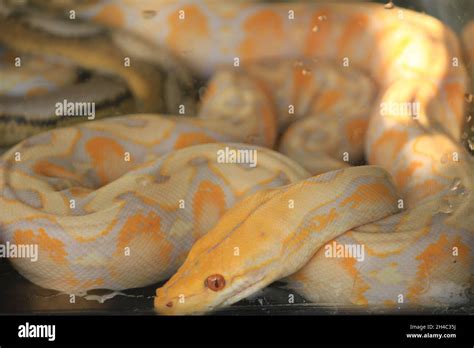 White Python With Exotic Skin Color And Pattern White Python With