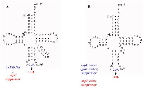 How Mutations In The Anticodon Create Suppressor Trnas A Download Scientific Diagram