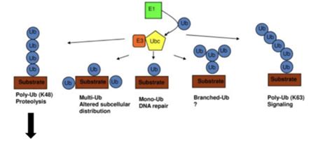 Lecture 16 Post Translational Modifications Ptms Flashcards Quizlet