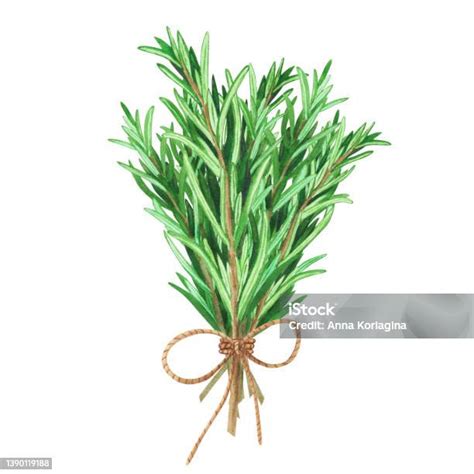 꽃다발 신선한 로즈마리 흰색 배경에 고립 된 요리에 대한 수채화 일러스트 요리 허브 디자인예술 녹색에 대한 스톡 벡터 아트 및