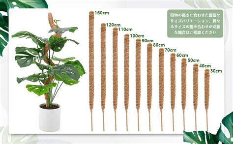 Amazon Charming Club園芸支柱 観葉植物モンステラ 支柱 ヘゴ支柱つる性植物 ココスティック支柱 植物サポート