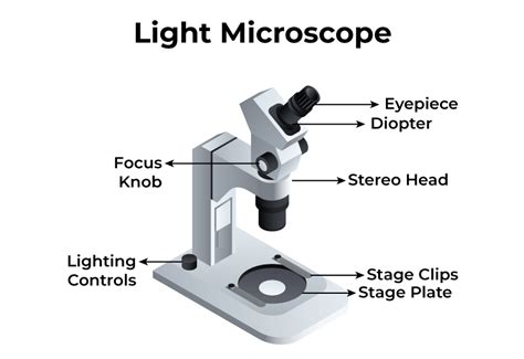 Types Of Microscopes With Parts Functions Diagrams OFF