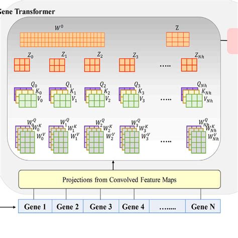 graphical representation of an end to end deepgene transformer