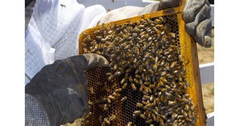 Разширете знанията си за оплождането на пчелната майка Български Фермер