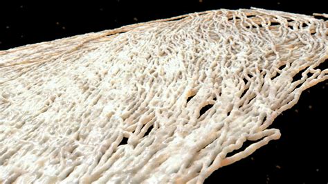 3d C4d Organic Fibrous Tissue Structure