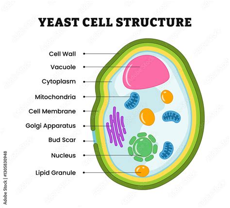 Yeast Cell Structure Anatomy Educational Diagram Poster Design Single Celled Fungi Labeled