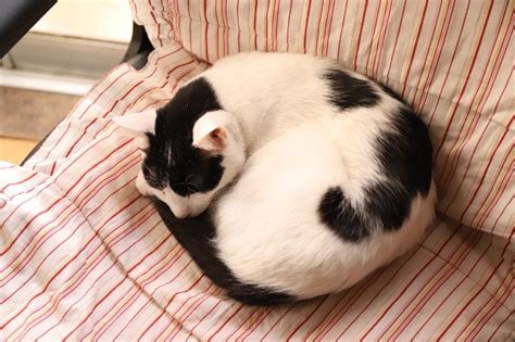 まんまるちび かご猫 にゃんこ キュートな猫