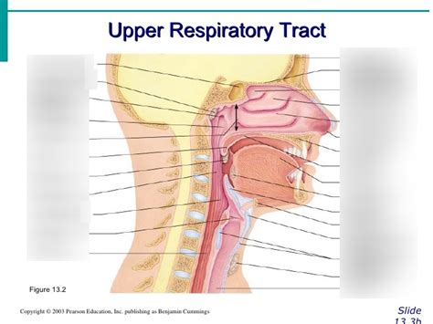 Upper Respiratory Diagram Quizlet Upper Respiratory Diagram Quizlet