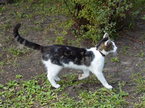 무료 이미지 잔디 귀엽다 착한 애 모피 정원 얼굴 척골가 있는 생물 건방진 미즈에 주의 국내 고양이 고귀한 자부심 고등어 우아한 정신과의