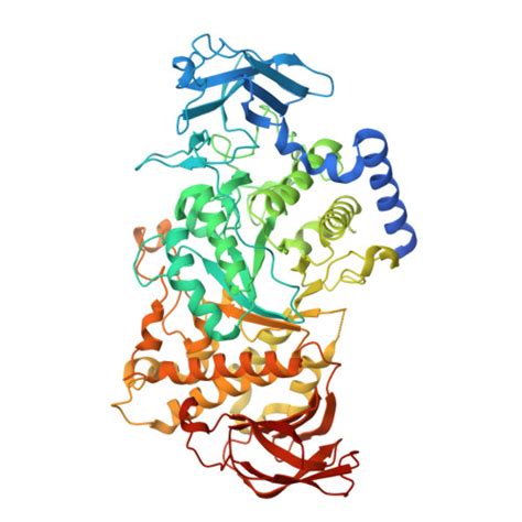 Rcsb Pdb 4bzy Crystal Structure Of Human Glycogen Branching Enzyme