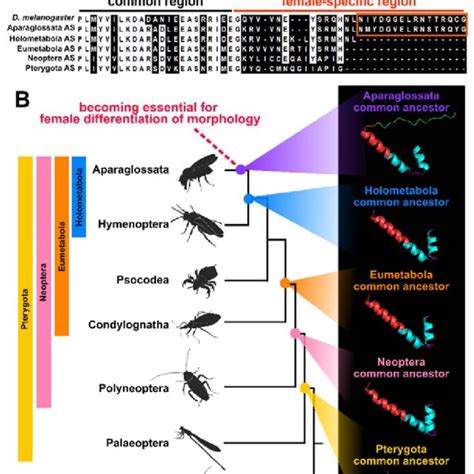 Evolution Of C Terminal Sequence Of Doublesex In Insects A Ancestral Download Scientific