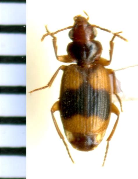 気になるアトキリゴミムシ3 飼育当番のブログ