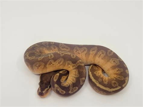 Orange Dream Sunset Ball Python By Ancestral Royal Pythons