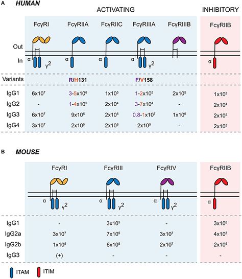 Frontiers Igg And Fcγ Receptors In Intestinal Immunity And Inflammation