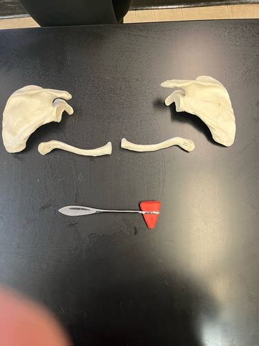 Lab Bones Quiz Flashcards Quizlet