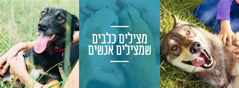 אילוף בנועם 10 כללים לשימוש נכון בגינות כלבים כדי שיהיה לכולנו יותר