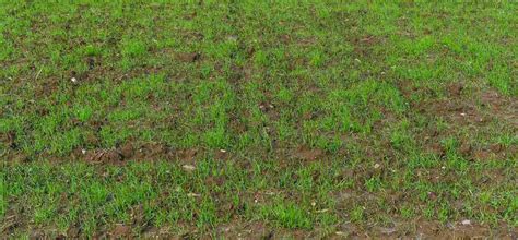 3 Most Common Zoysia Grass Diseases And How To Treat Them Sodpods®