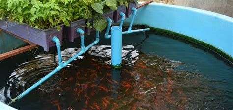 아쿠아포닉스 스마트팜 물고기 양식과 작물 재배를 한번에