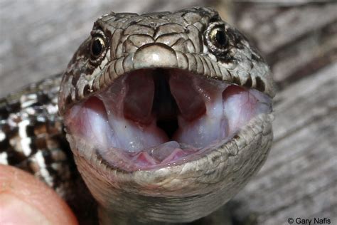 Alligator Lizard Teeth