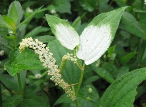 新鲜湿三白草 白花莲 过塘莲 白面姑 塘边藕 500克 电城佳香味