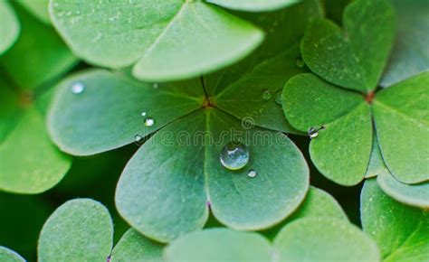 Water Droplet Moisture On A Green Leaf Stock Image Image Of Green