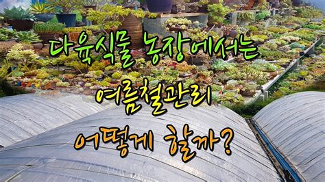 꽃보다이쁜다육 농장은 여름 다육식물 이렇게 관리합니다 Youtube