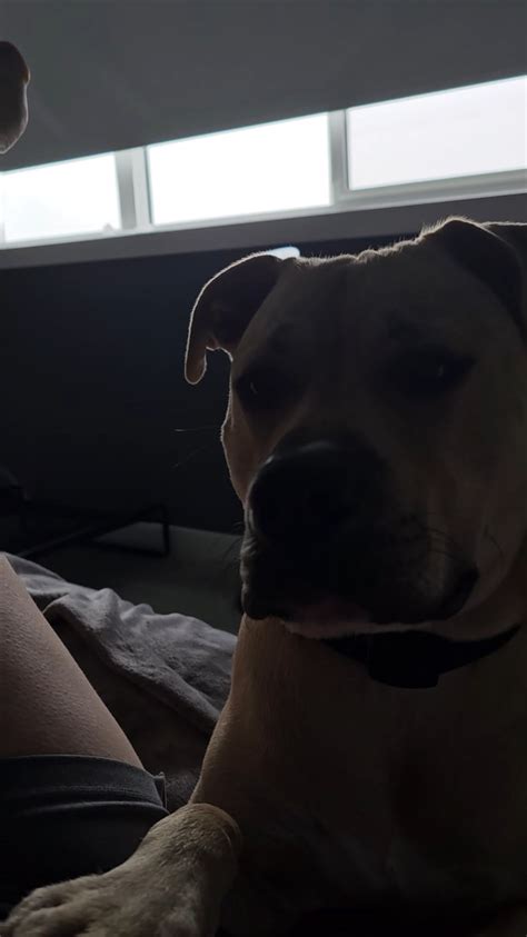 Pushy Impatient Pup Wants Mummy To Hurry The F Up R Pitbulls