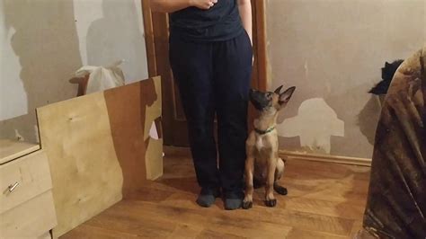 Команда "ко мне" правильный подход - YouTube