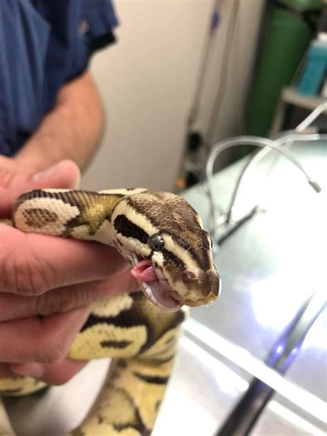 This Ball Python Struck Her Old Country Animal Clinic