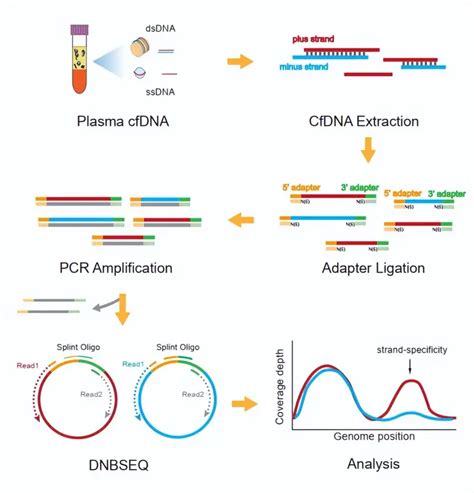 华大单链dna测序技术，助力“一管血”样本获游离核酸多组学数据