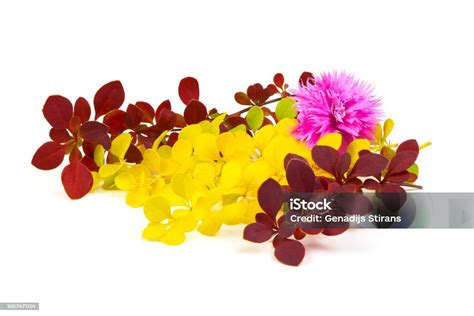 봄 꽃 매 발톱 나무 가지 노란색과 빨간색 단풍 가시와 핑크 꽃 텍스트 또는 디자인 서식 파일 클로즈업입니다 과일에 대한 스톡 사진 및 기타 이미지 Istock