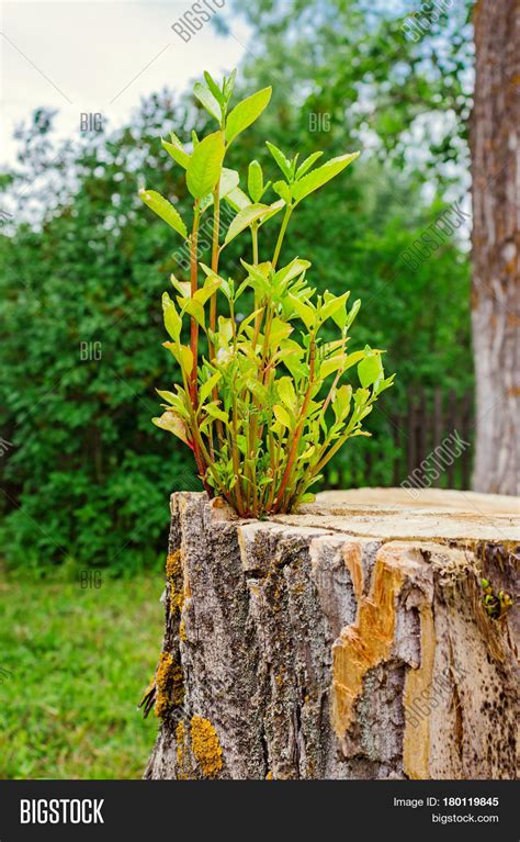 Babe Tree Growing Old Stump Image Photo Bigstock