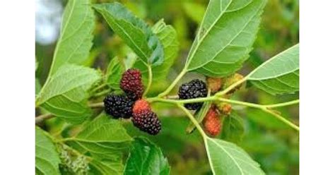 ᐅ Тутовый чай от диабета. Ручной сбор. Mulberry tea — купить по цене ...