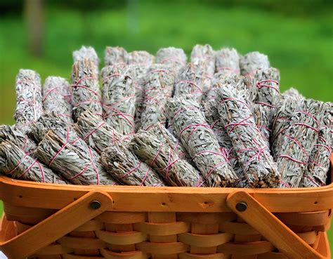 Blue Sage Smudge Sticks Sold Individually Organic Native American