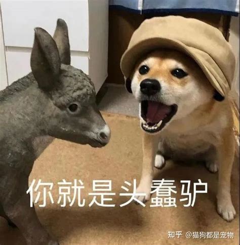 狗狗经常出现这7种行为说明它的智商不高 知乎