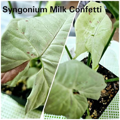 Syngonium Milk Confetti