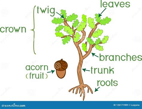 The Underlying Structure Exploring The Intricate Roots Of A Tree