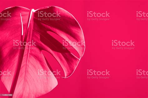 몬스 테라 식물 배경에서 나뭇잎 클로즈업 컬러 비바 마젠타 꽃 배경 2023년 올해의 색상 몬스테라 델리시오사 잎 또는 냄비 열대 잎 배경에 있는 스위스 치즈 식물 거친