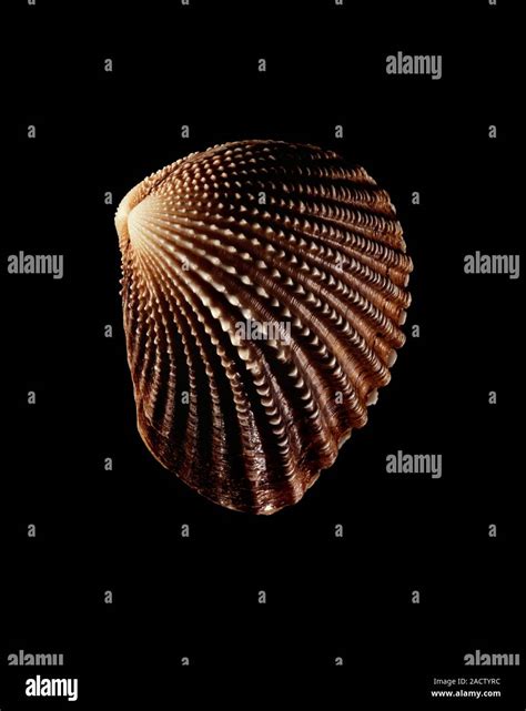 Bivalve Mollusc Shell Shell Of A Neotrigonia Margaritacea Marine