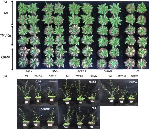 Visual Phenotypic Characterization A Photography Of Arabidopsis